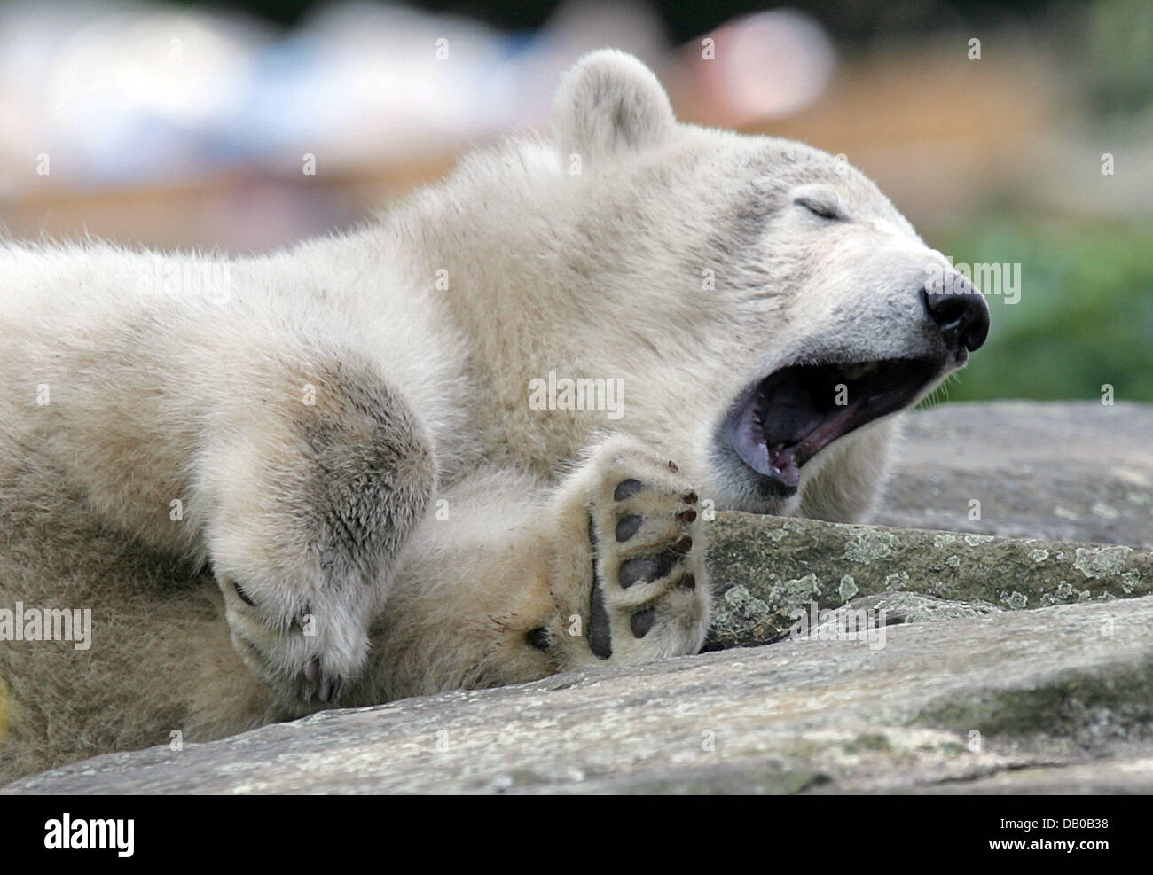 (dpa file) Polar bear cub Knut yawns at the zoo of Berlin, Germany, 26 ...
