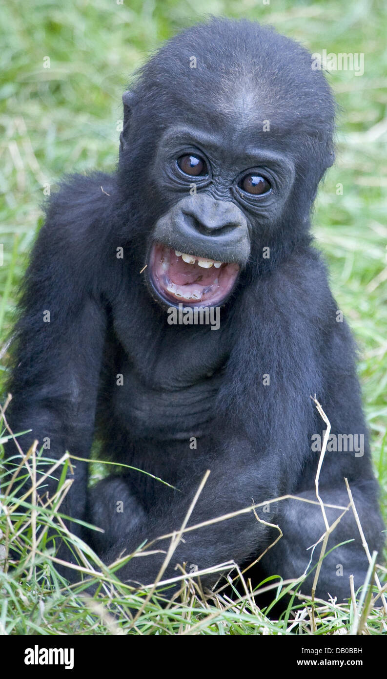Smiling Baby Gorilla