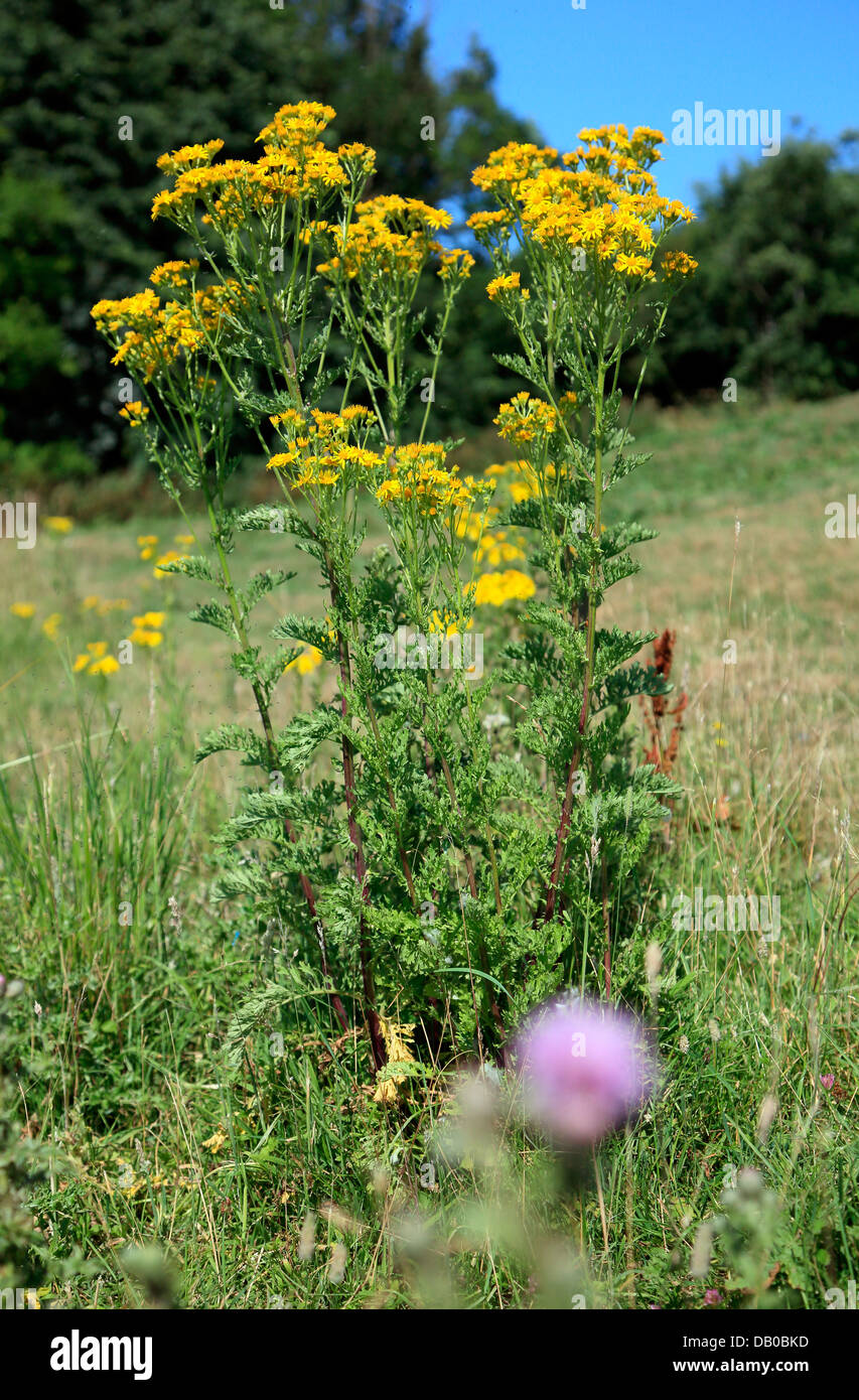 Yellow weeds hi-res stock photography and images - Alamy