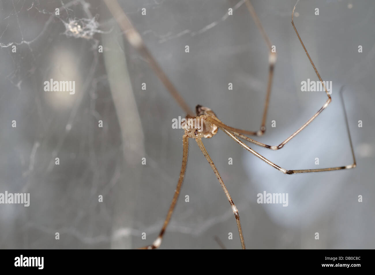 Pholcus phalangioides spider, Spain Stock Photo - Alamy