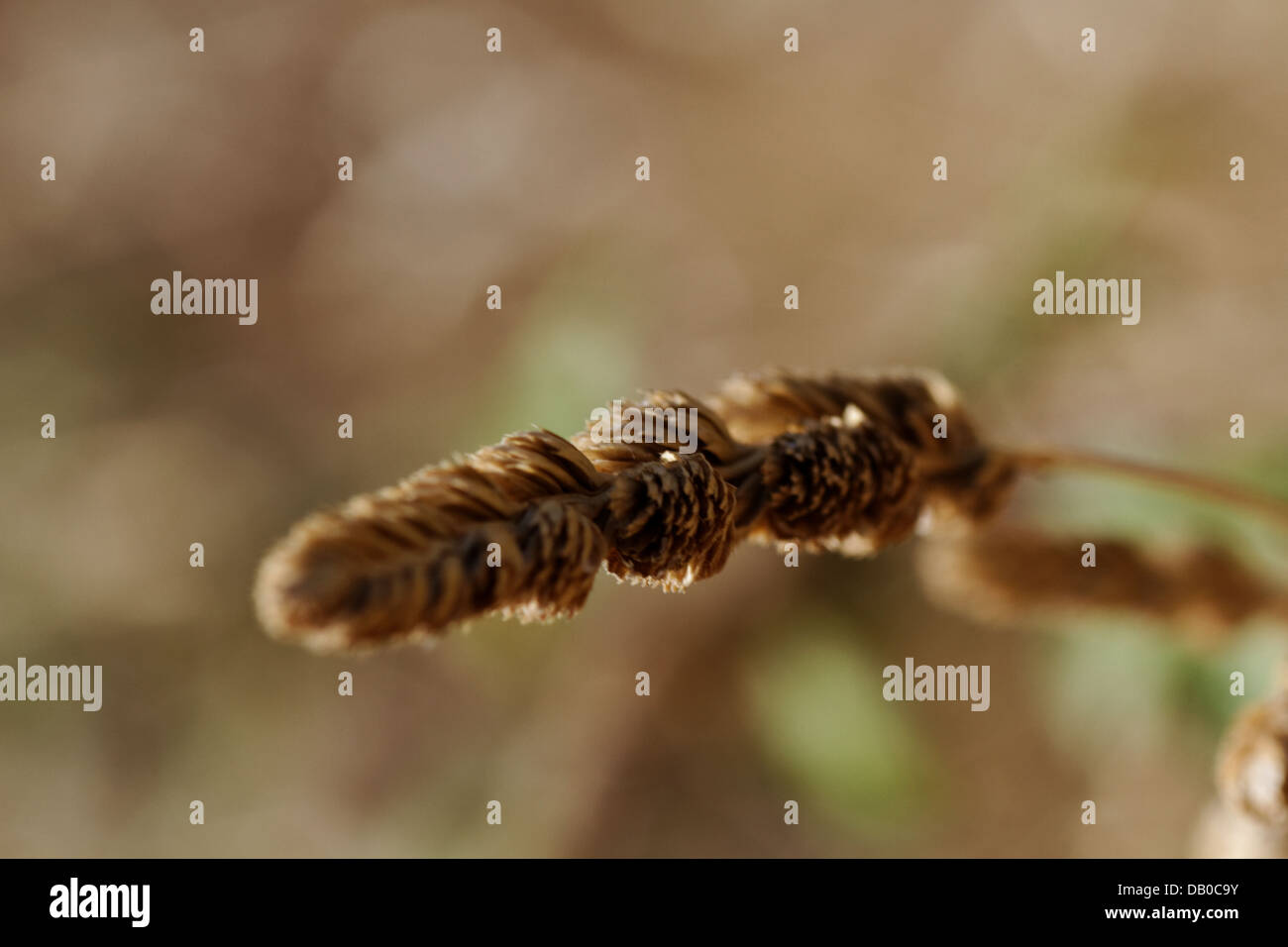 Sweet vernal grass, Anthoxanthum odoratum Stock Photo - Alamy