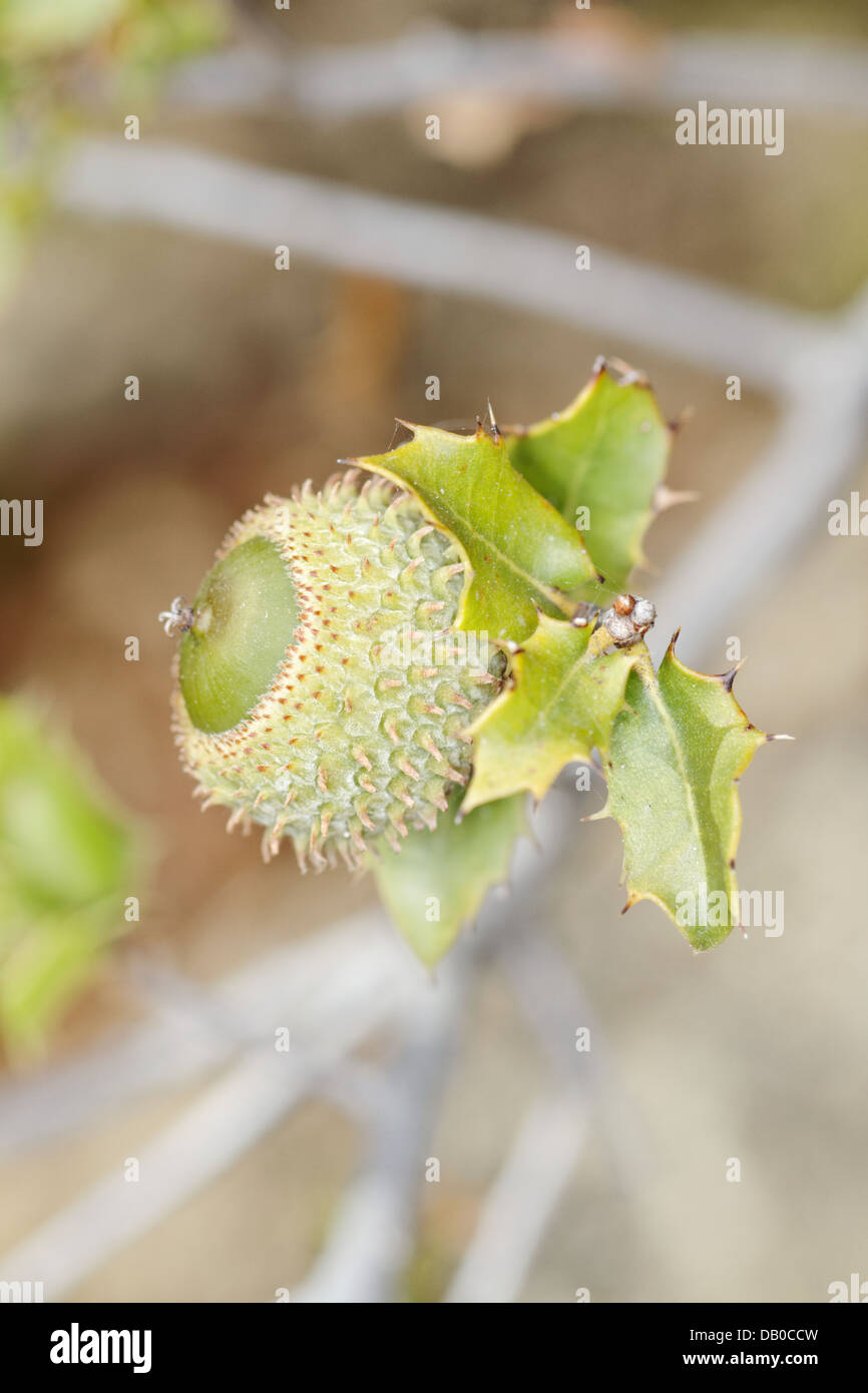 Kermes Oak, Quercus coccifera, Spain Stock Photo - Alamy