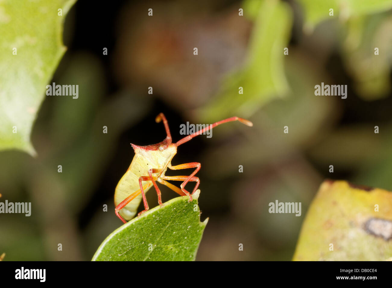 Gonocerus acuteangulatus, Hasel-Randwanze, Spain Stock Photo - Alamy