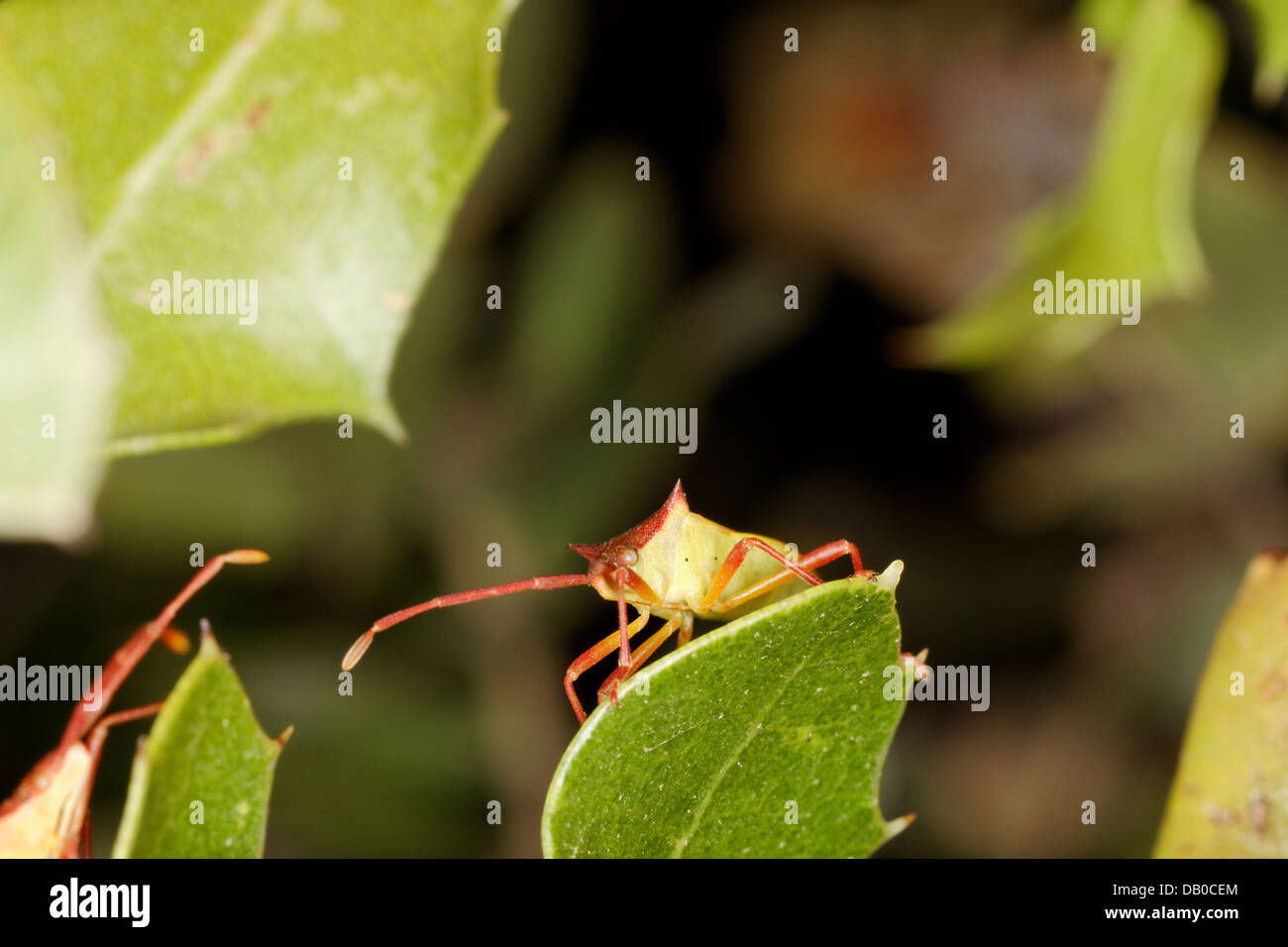 Gonocerus acuteangulatus, Hasel-Randwanze, Spain Stock Photo - Alamy