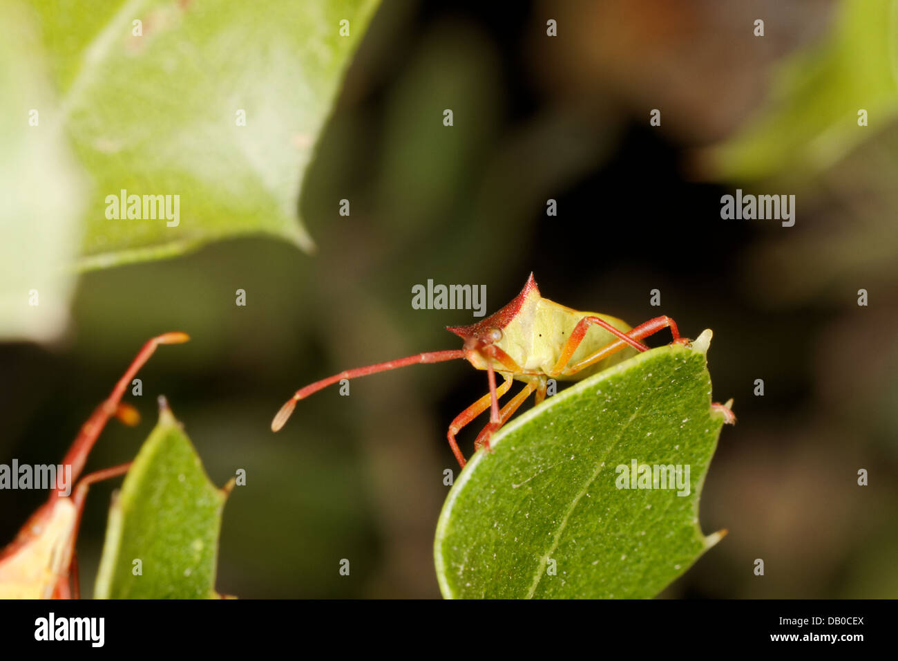 Gonocerus acuteangulatus, Hasel-Randwanze, Spain Stock Photo - Alamy