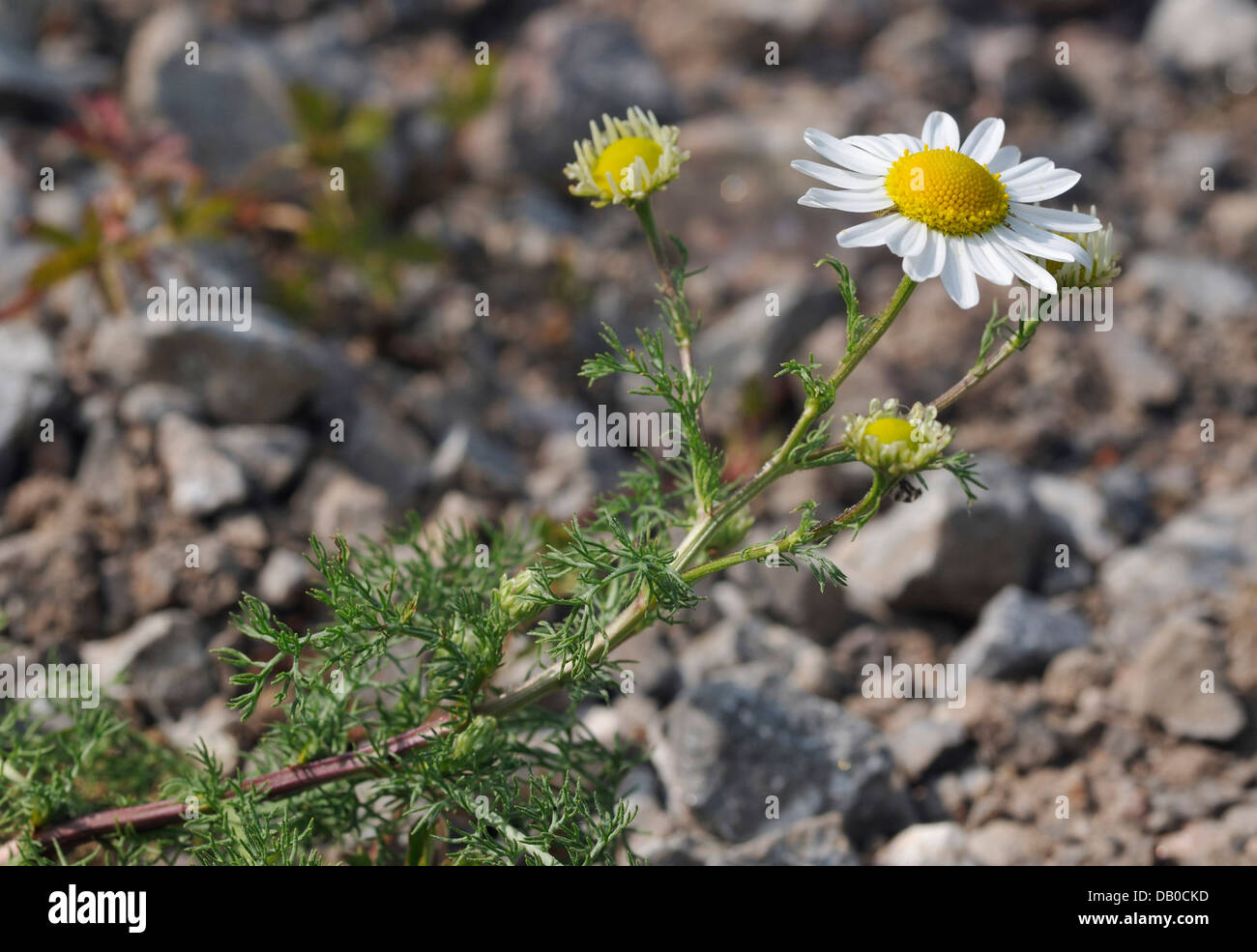 Scentless Mayweed - Tripleurospermum inodorum Stock Photo - Alamy