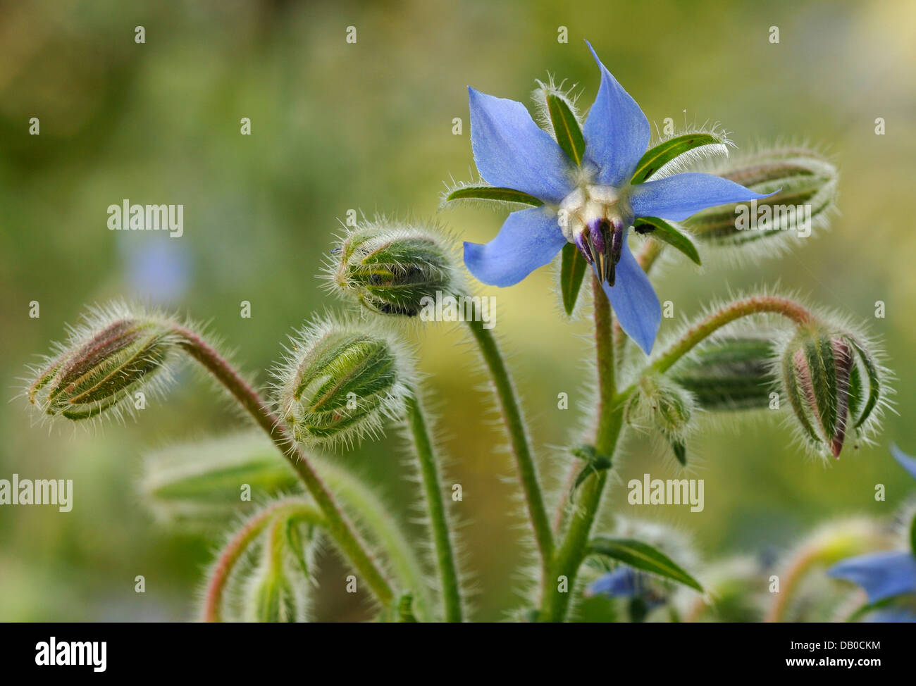 Blue flower of borage hi-res stock photography and images - Alamy