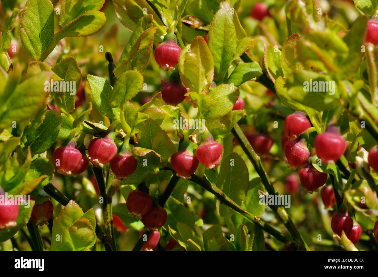 Bilberry - Vaccinium myrtillus Also known as Blaeberry or Whortleberry ...