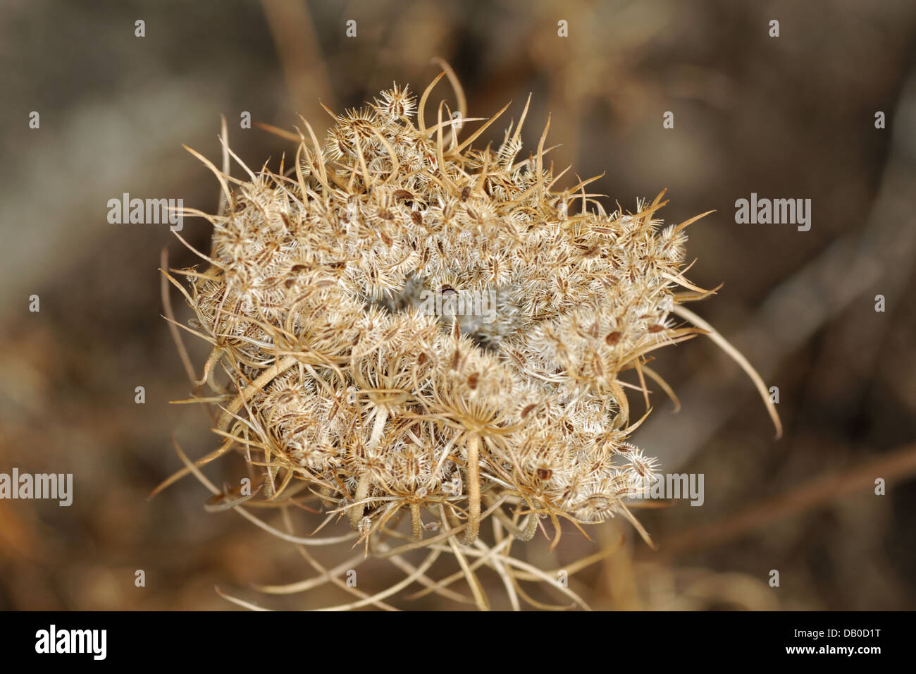 Carrot fruits, Daucus carotta fruits, Spain Stock Photo - Alamy