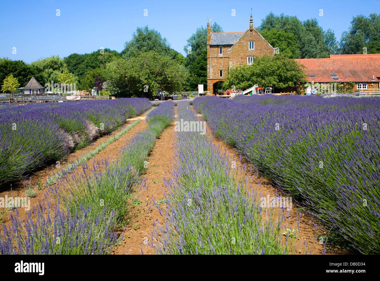 Norfolk lavender Heacham, Norfolk, England Stock Photo - Alamy