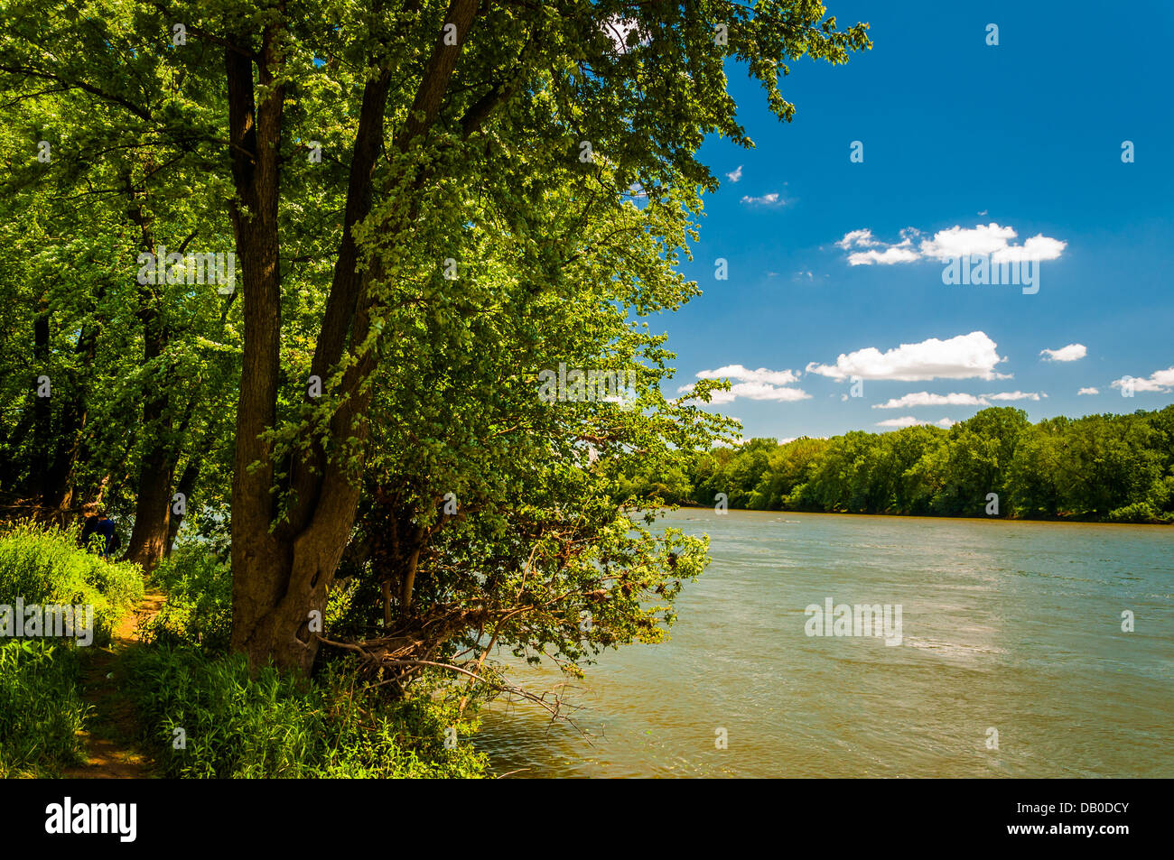 Trees along the Potomac River on a sunny spring day, Point of Rocks ...