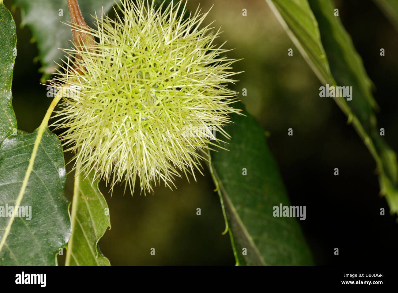 Cleft chestnut hi-res stock photography and images - Alamy