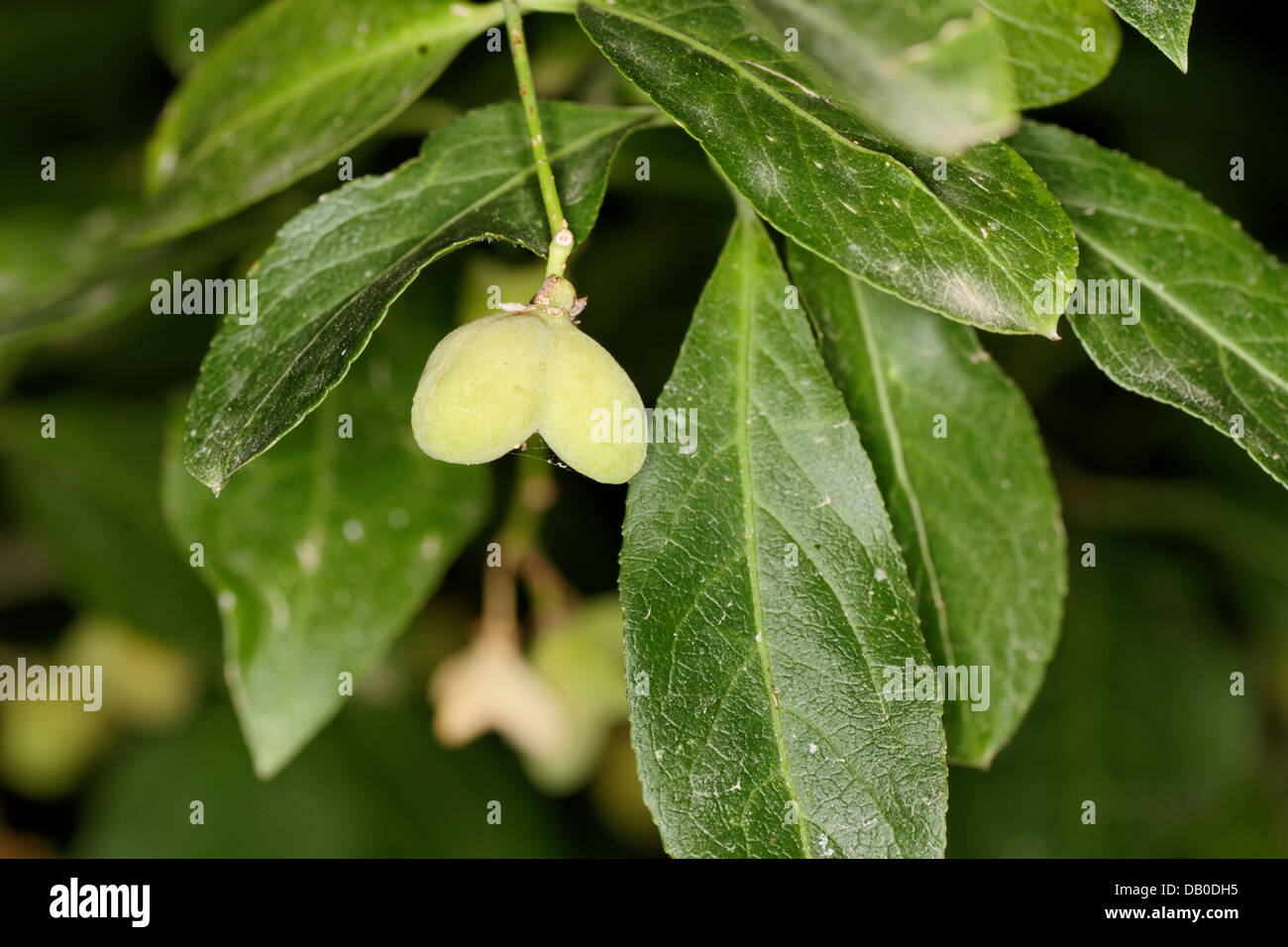 Spindler hi-res stock photography and images - Alamy