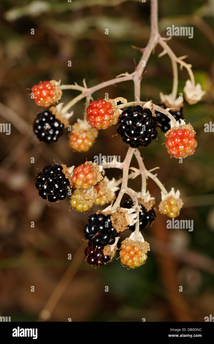 Rubus fruticosus fruit hi-res stock photography and images - Alamy