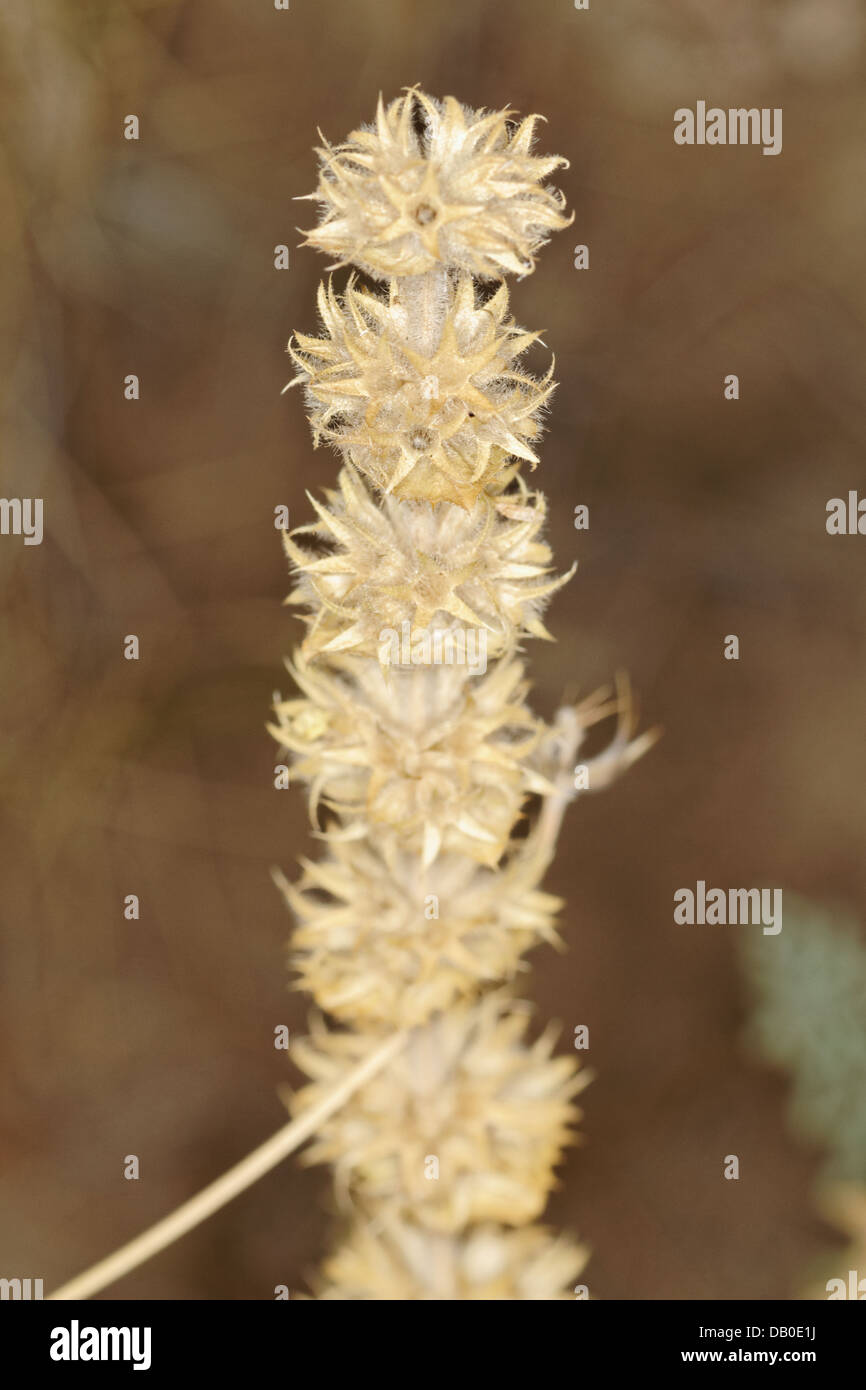 Sideritis romana, Spain Stock Photo - Alamy