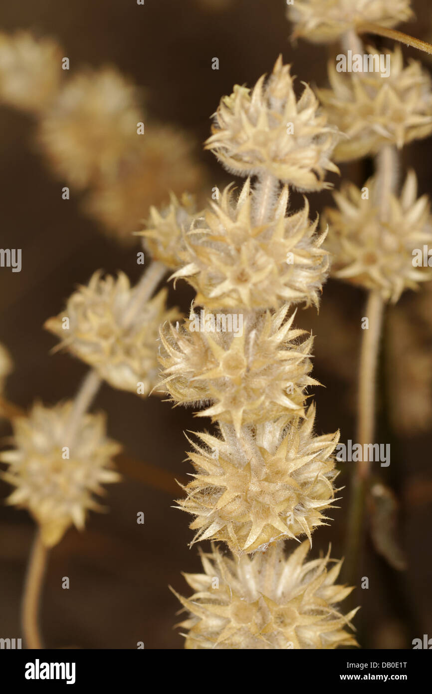 Sideritis Stock Photos & Sideritis Stock Images - Alamy
