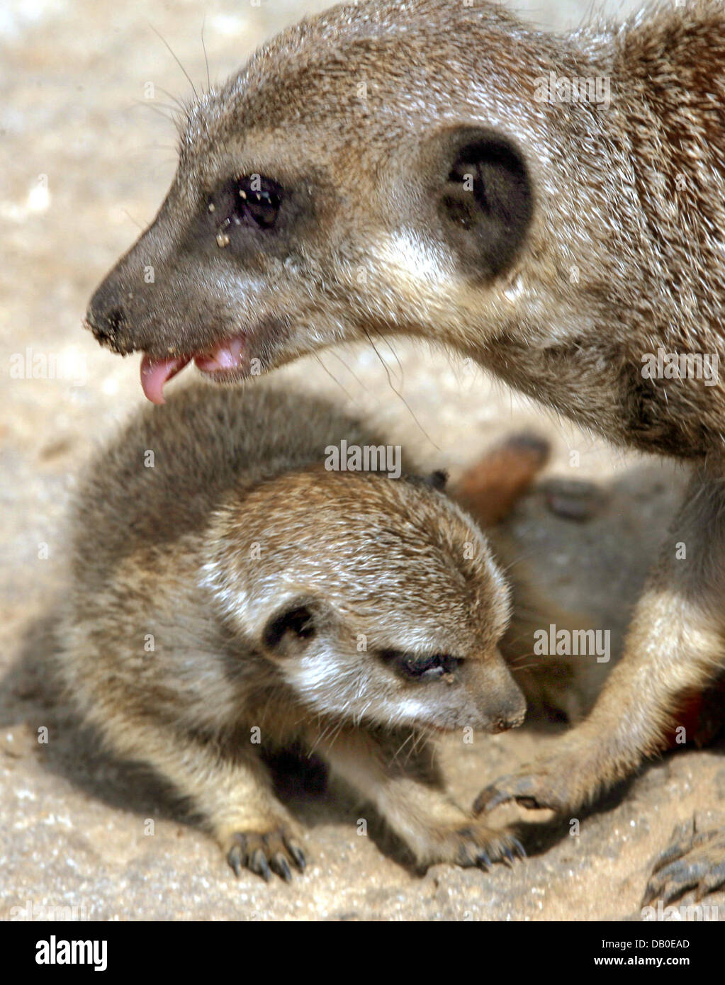 The three-weeks-old suricate baby (L) and its mother 'Rosa' (L ...