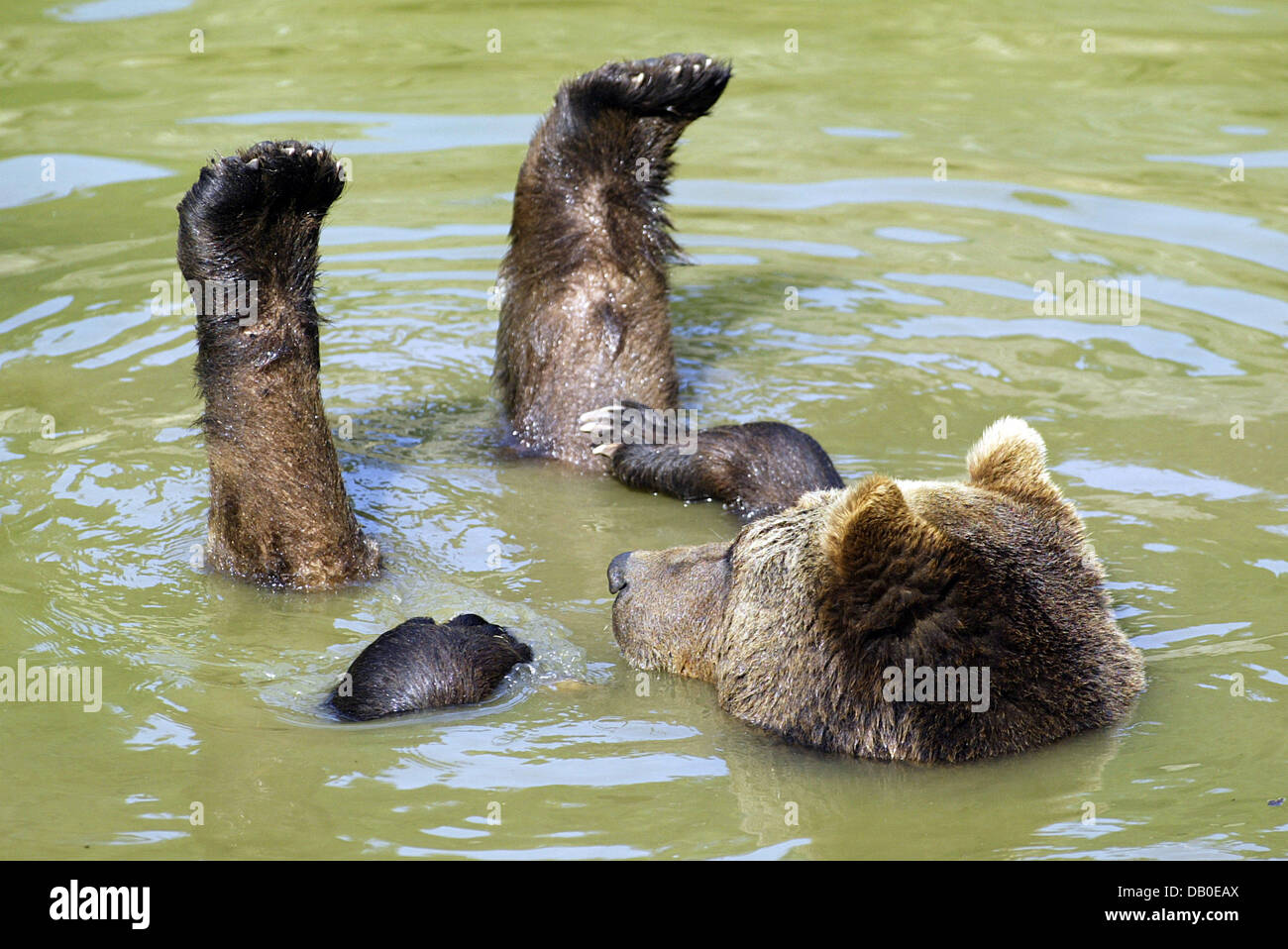 The undated picture shows a brown bear practicing backstrokes somewhere ...