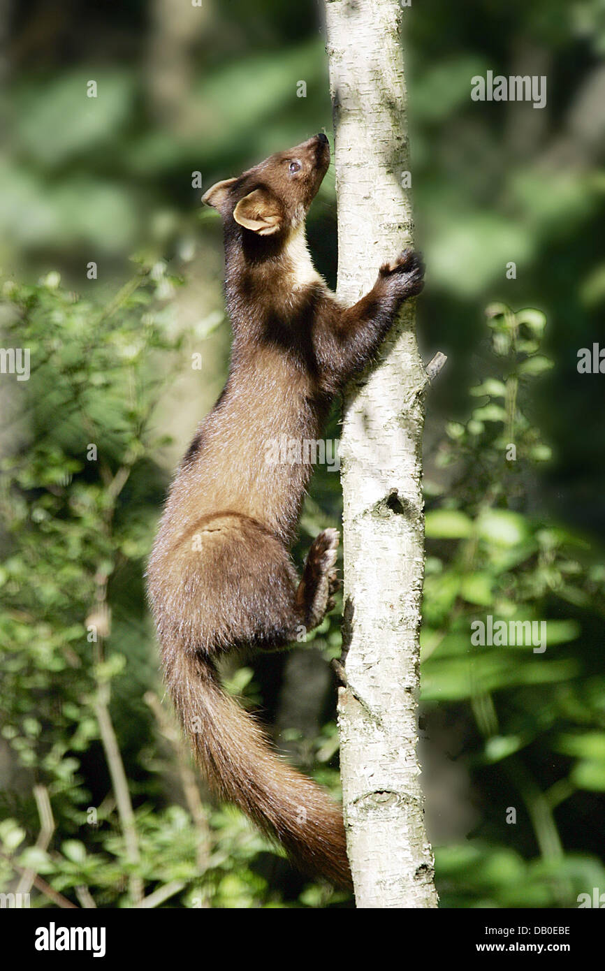 The undated picture shows a pine marten (lat.: Martes martes) running ...