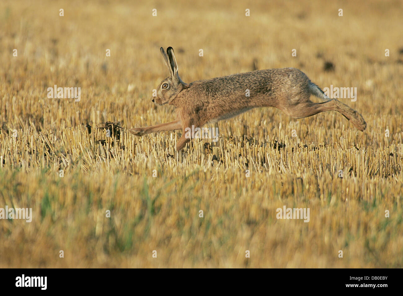 The undated picture shows Master Hare on the run somewhere in Germany ...