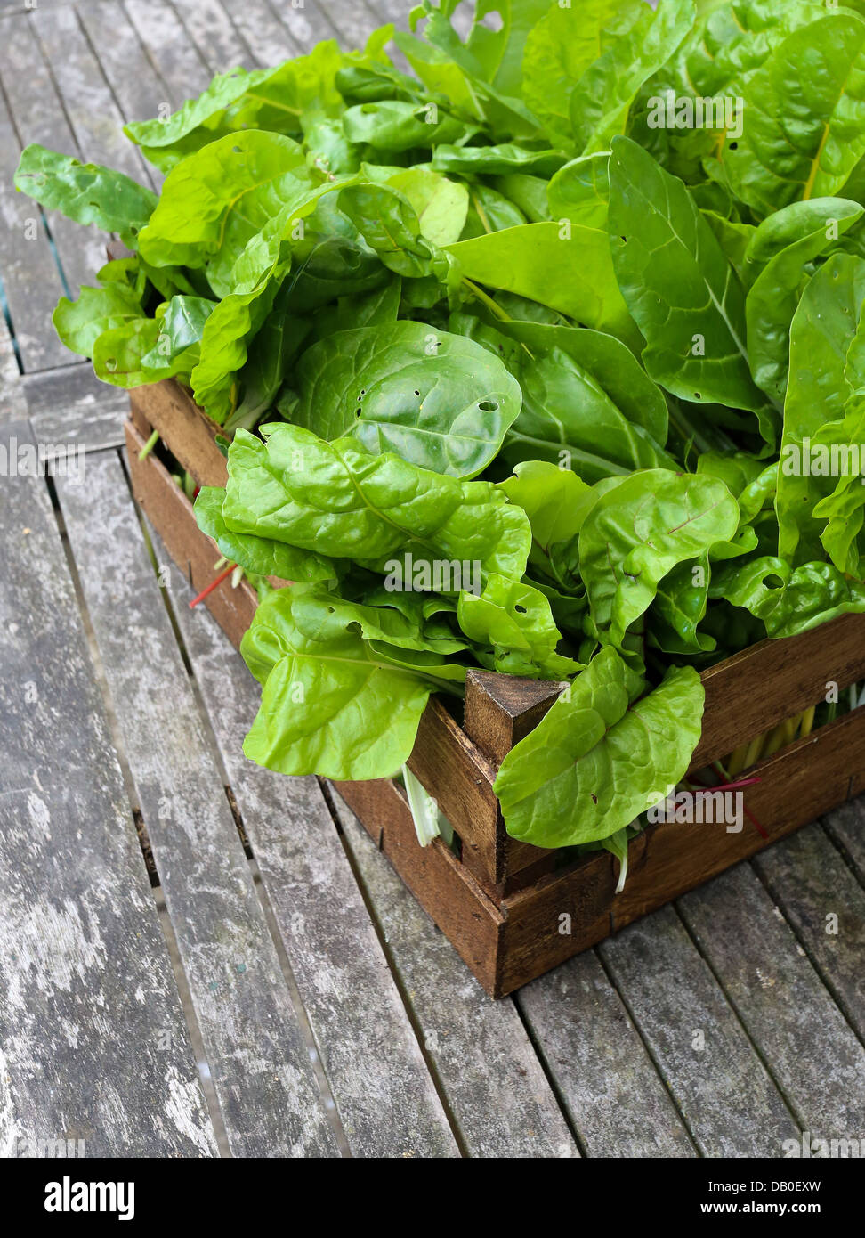 A crate full of organic grown rainbow chard freshly picked from garden ...