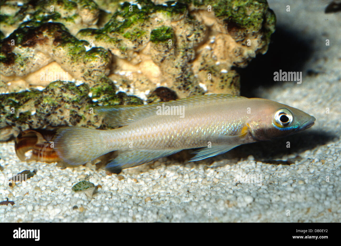 Neolamprologus nigriventris hi-res stock photography and images - Alamy