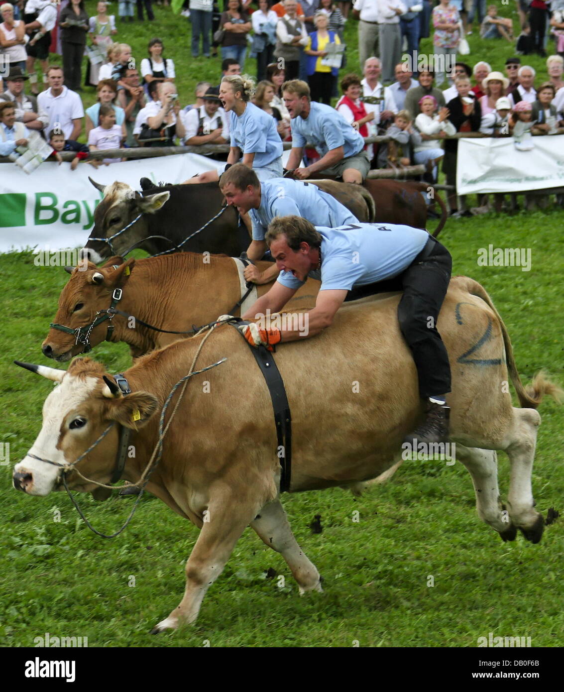 'Jockey' Benedikt Nagl on his ox Aragon (Front) wins the 2nd Ox Race in ...
