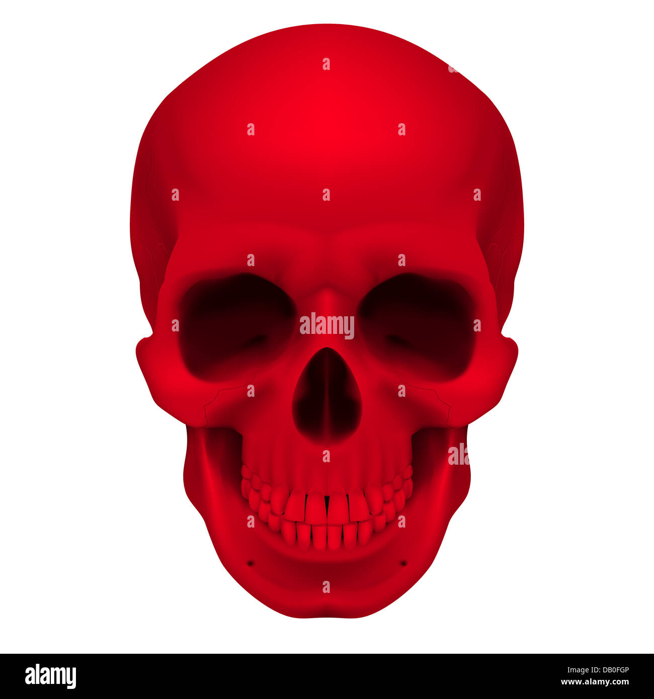 Realistic red skull. Illustration for designer on a white background ...