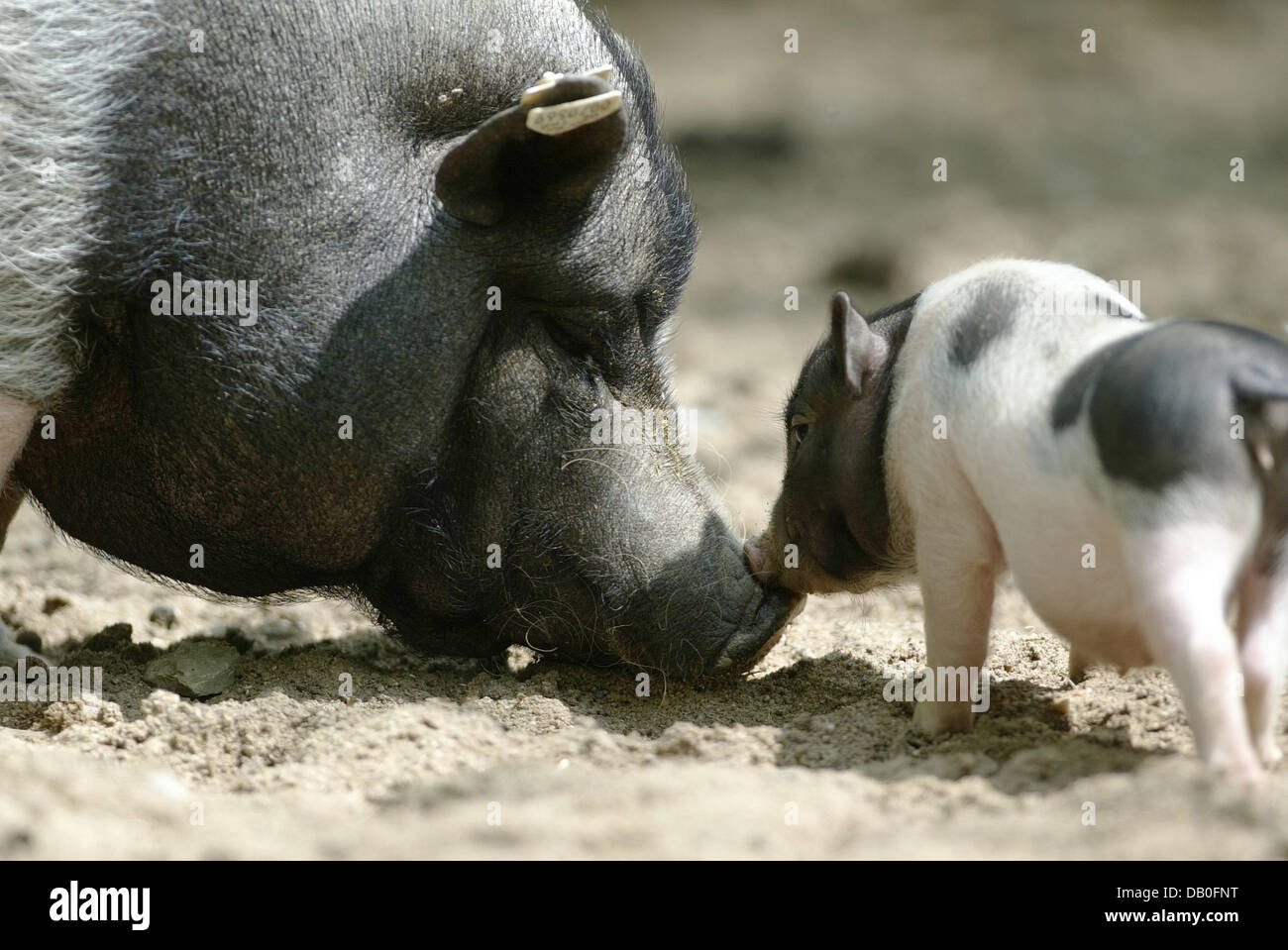 A pot-bellied pig and her piglet sniff at each other tenderly in ...