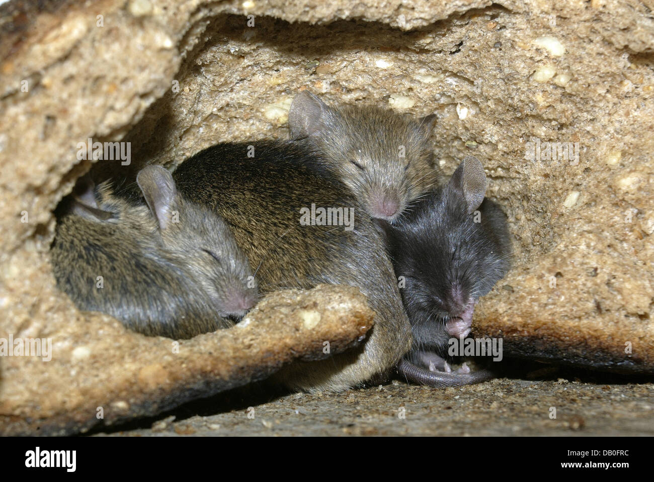 The undated picture shows a house mouse family (lat.: Mus musculus ...