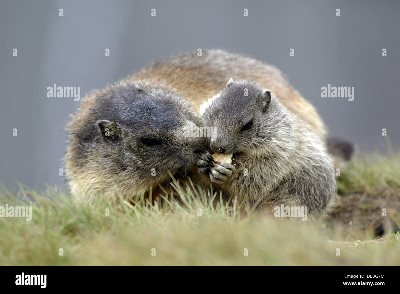 The undated picture shows alpine marmots (lat.: Marmota marmota ...