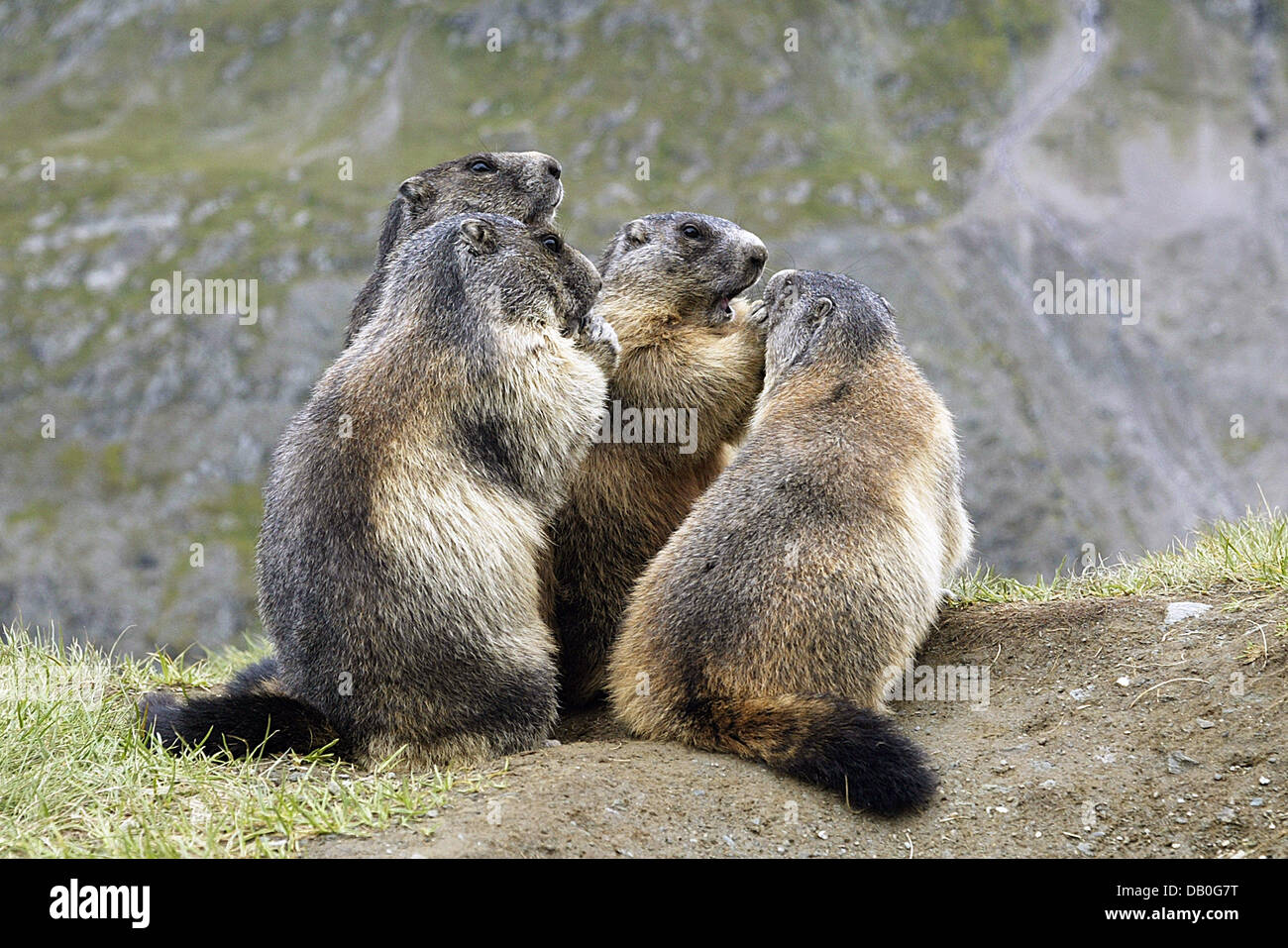 Marmots and human hi-res stock photography and images - Alamy