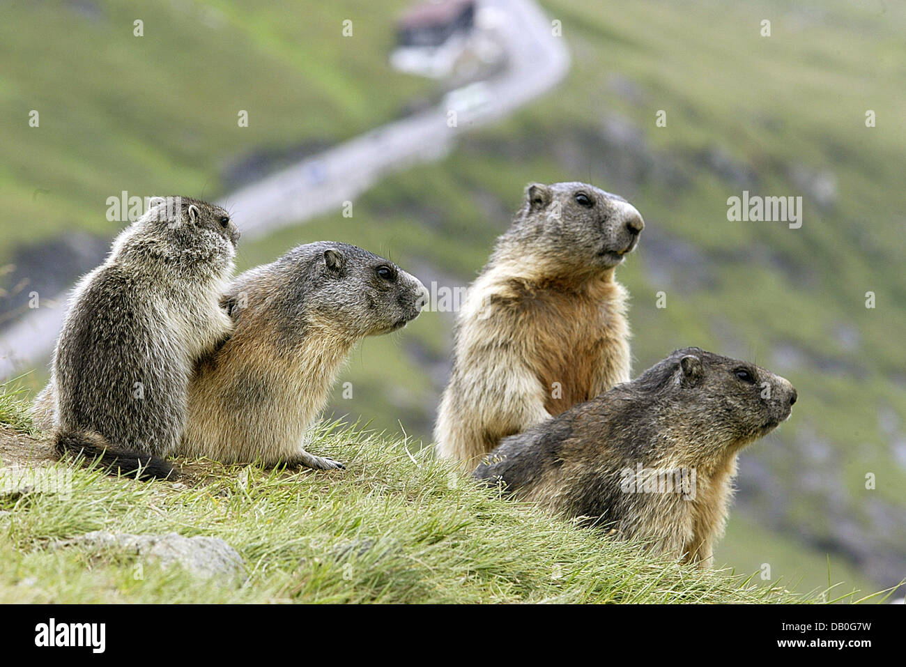 The undated picture shows four alpine marmots (lat.: Marmota marmota) in the national park Hohe ...