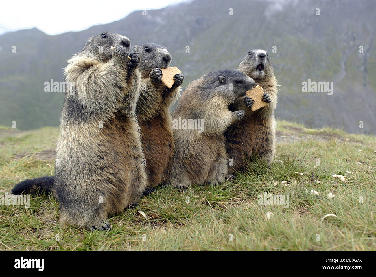 Human interest hum animals nibble shortbread austria hi-res stock ...
