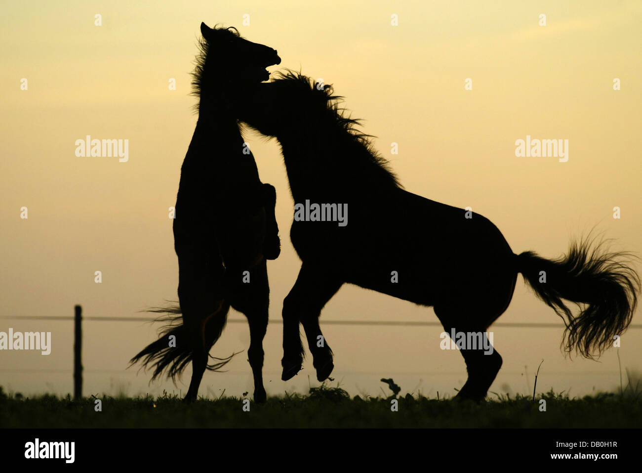 Two ponys hi-res stock photography and images - Alamy