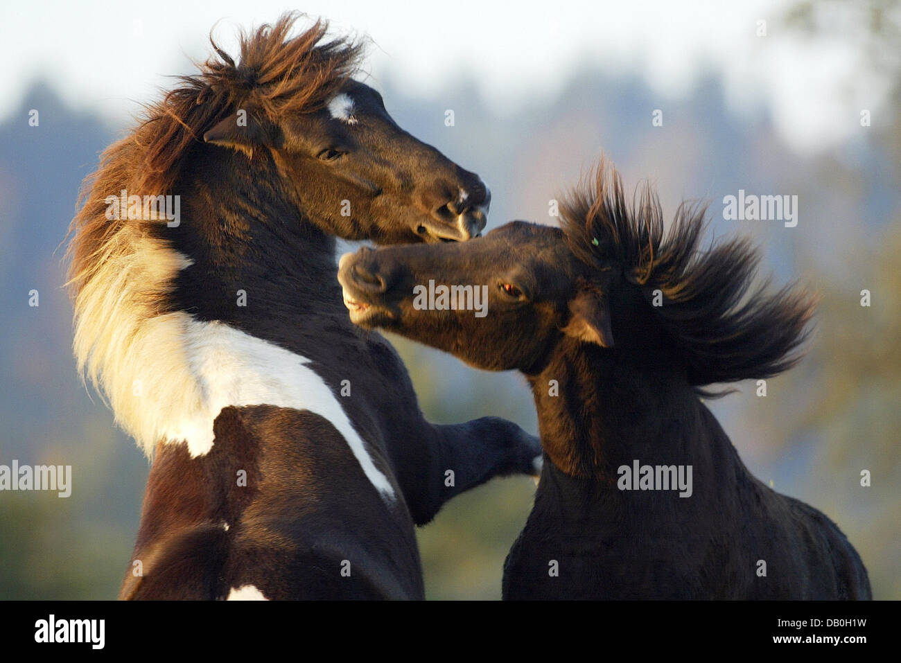 Two Island Ponys play with each other on their paddock in the morning ...