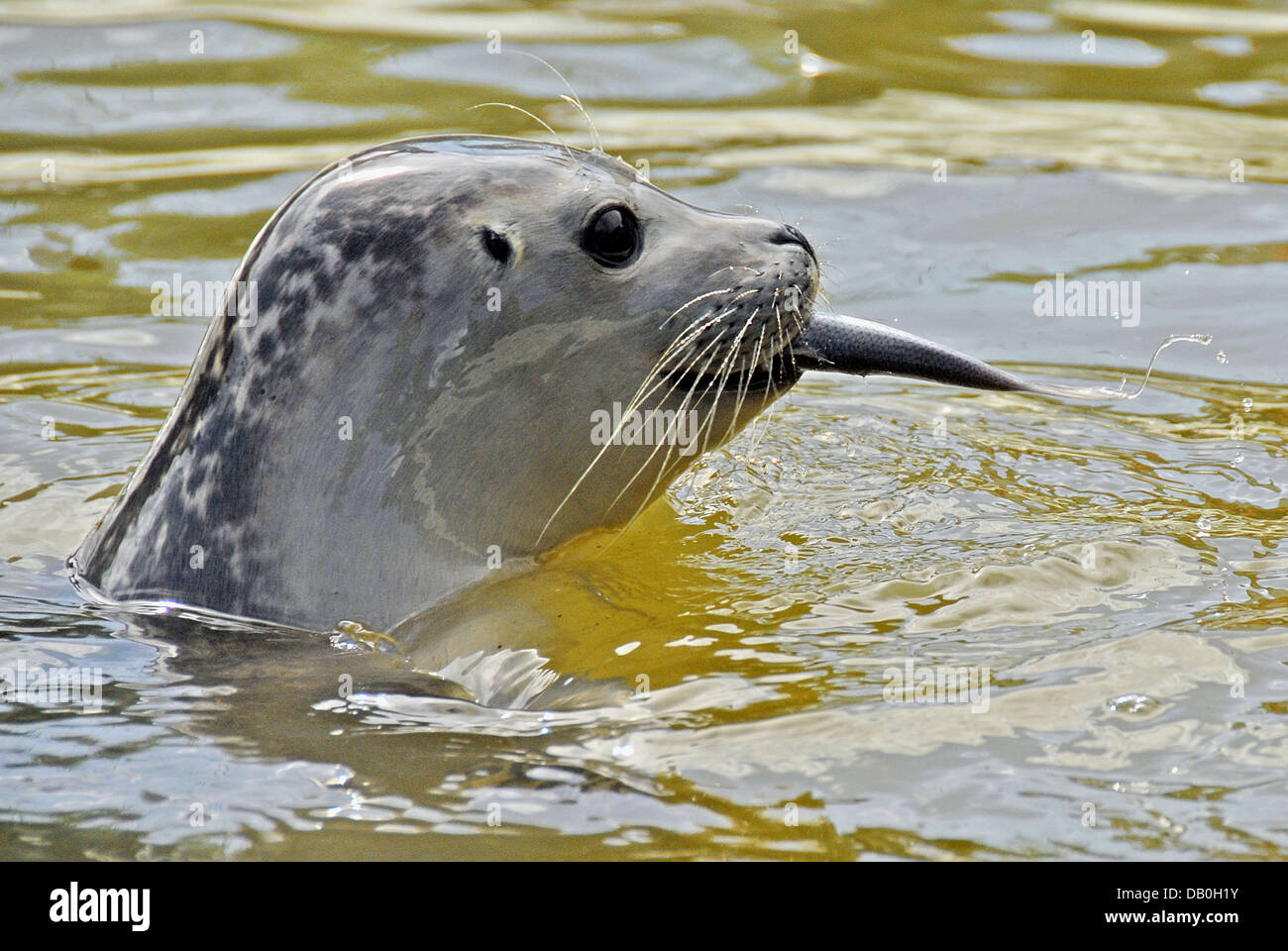A young seal eats a fish in a bassin at North Sea seal station ...