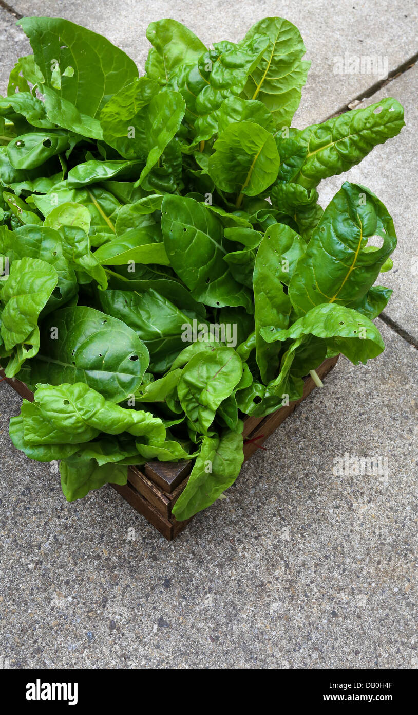 A crate full of organic grown rainbow chard freshly picked from garden ...