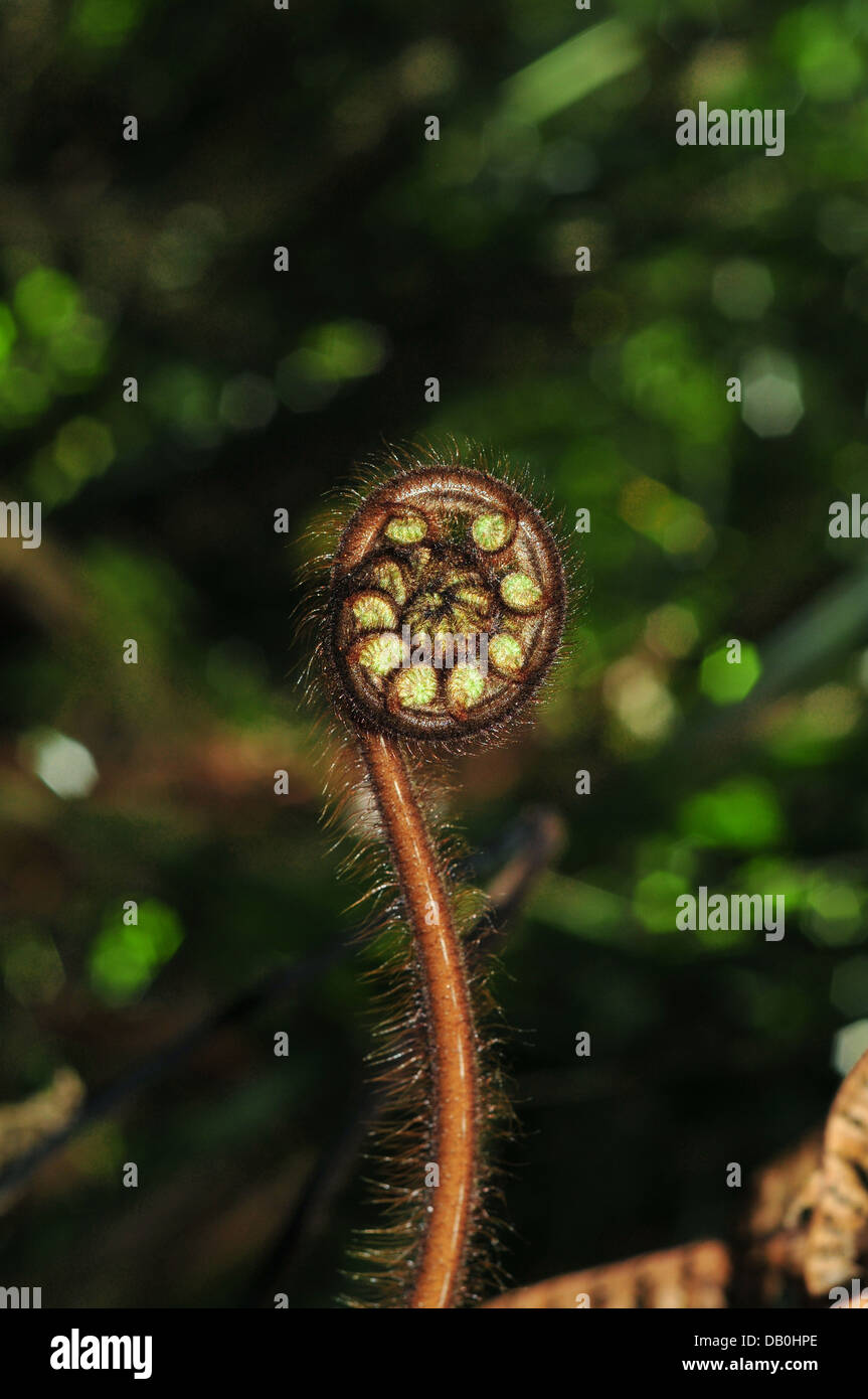 Maori symbolic fern hi-res stock photography and images - Alamy