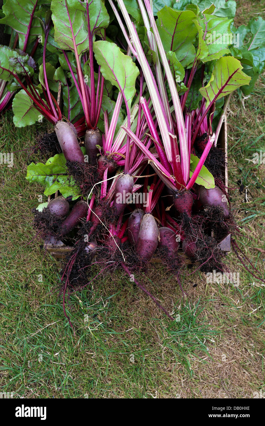 A crate full of organic grown beetroot freshly picked from garden Stock ...