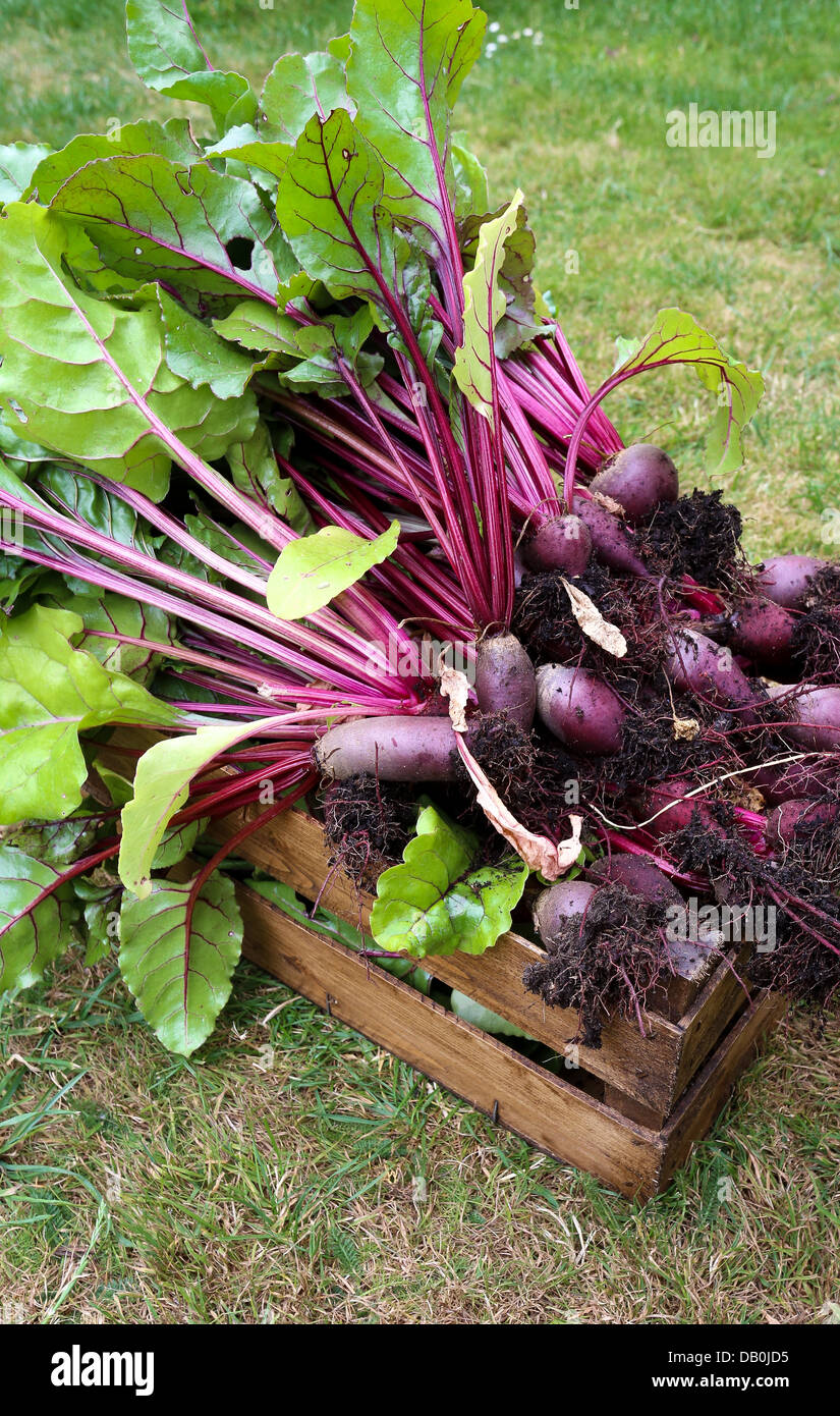 A crate full of organic grown beetroot freshly picked from garden Stock ...