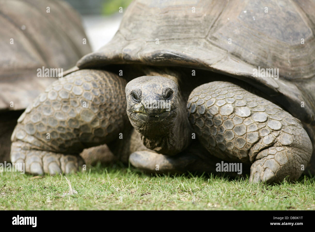 The undated picture shows a Galápagos giant tortoise (lat.: Testudo ...