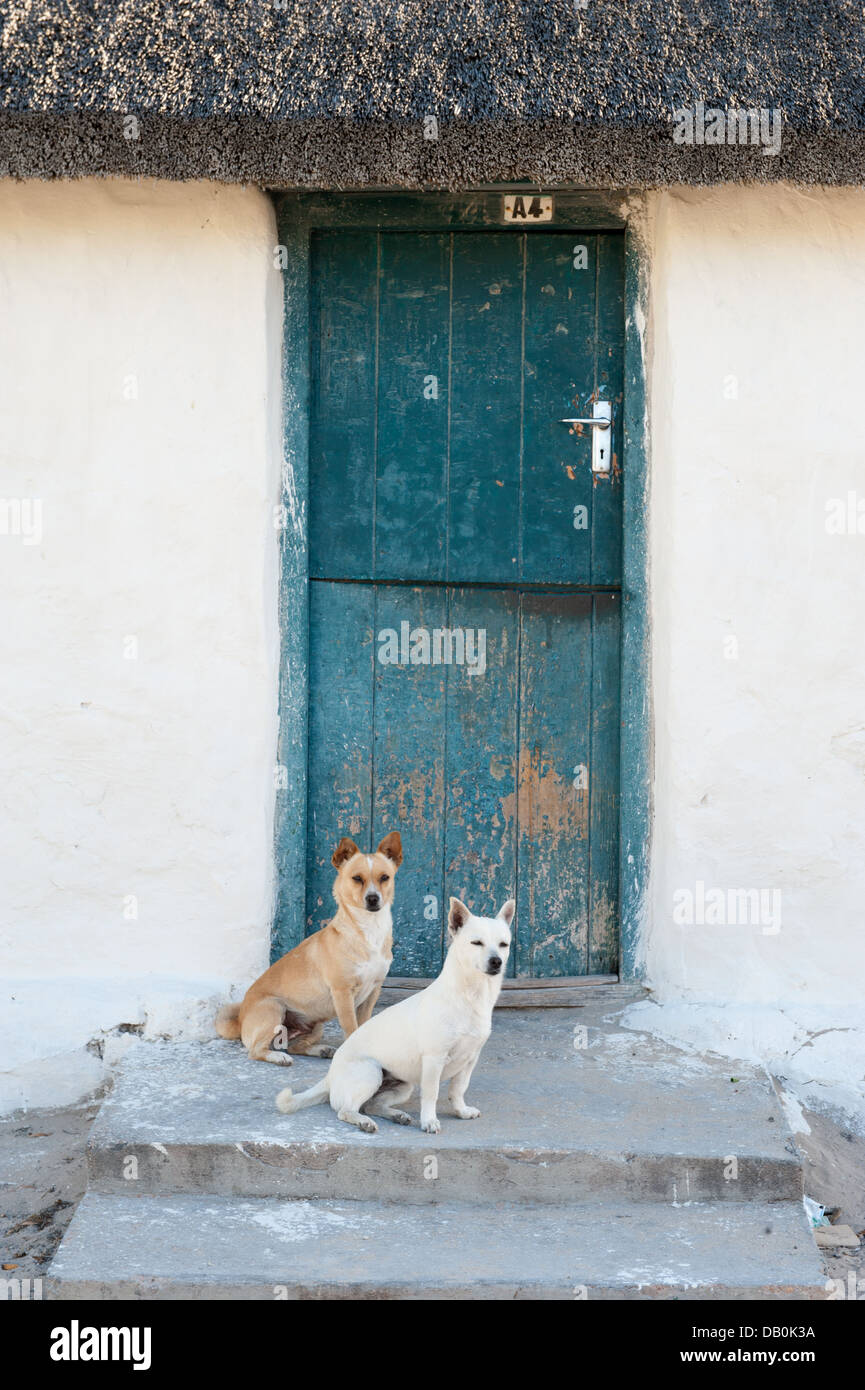 African village dog hi-res stock photography and images - Alamy