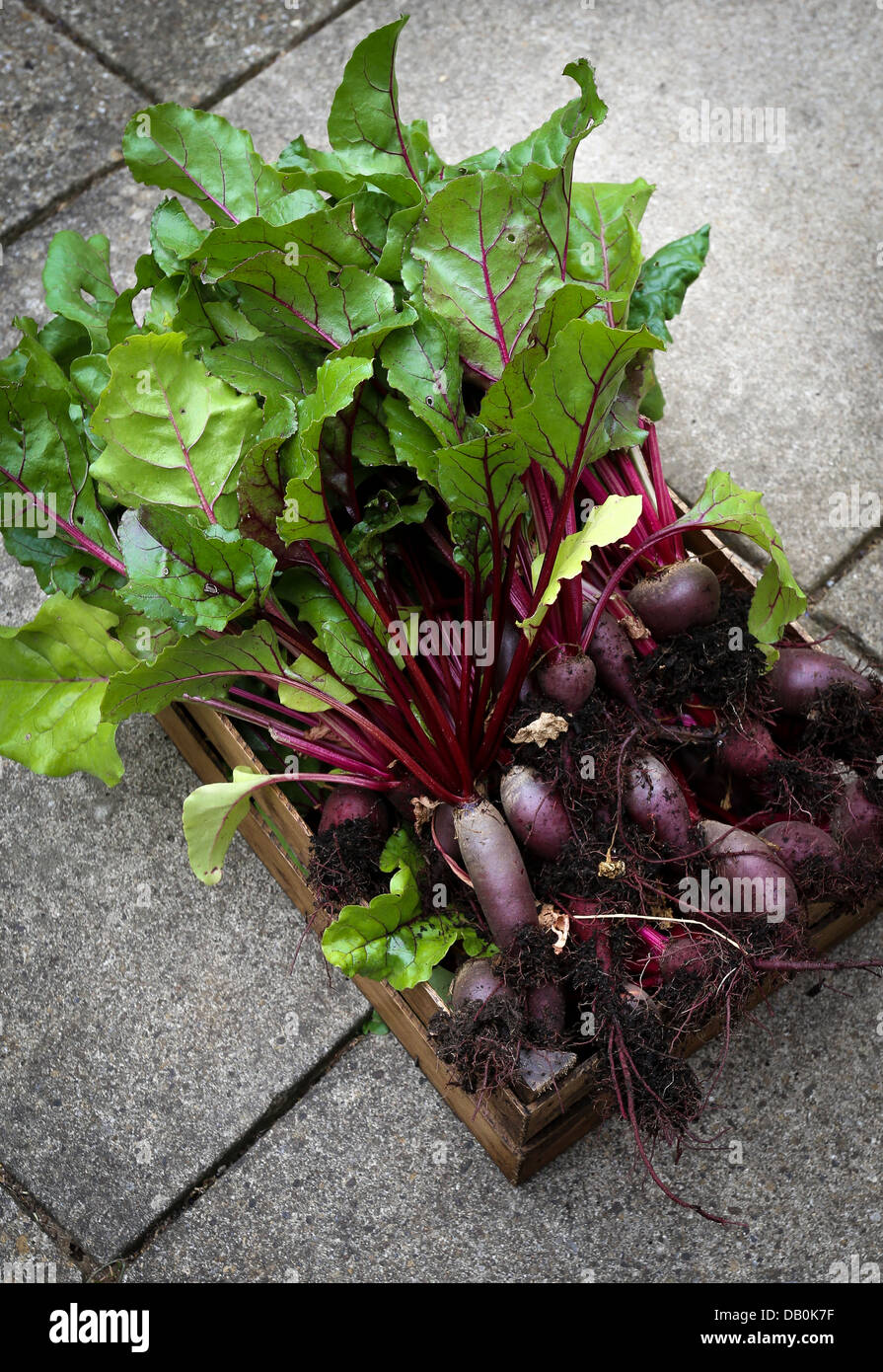 A crate full of organic grown beetroot freshly picked from garden Stock ...