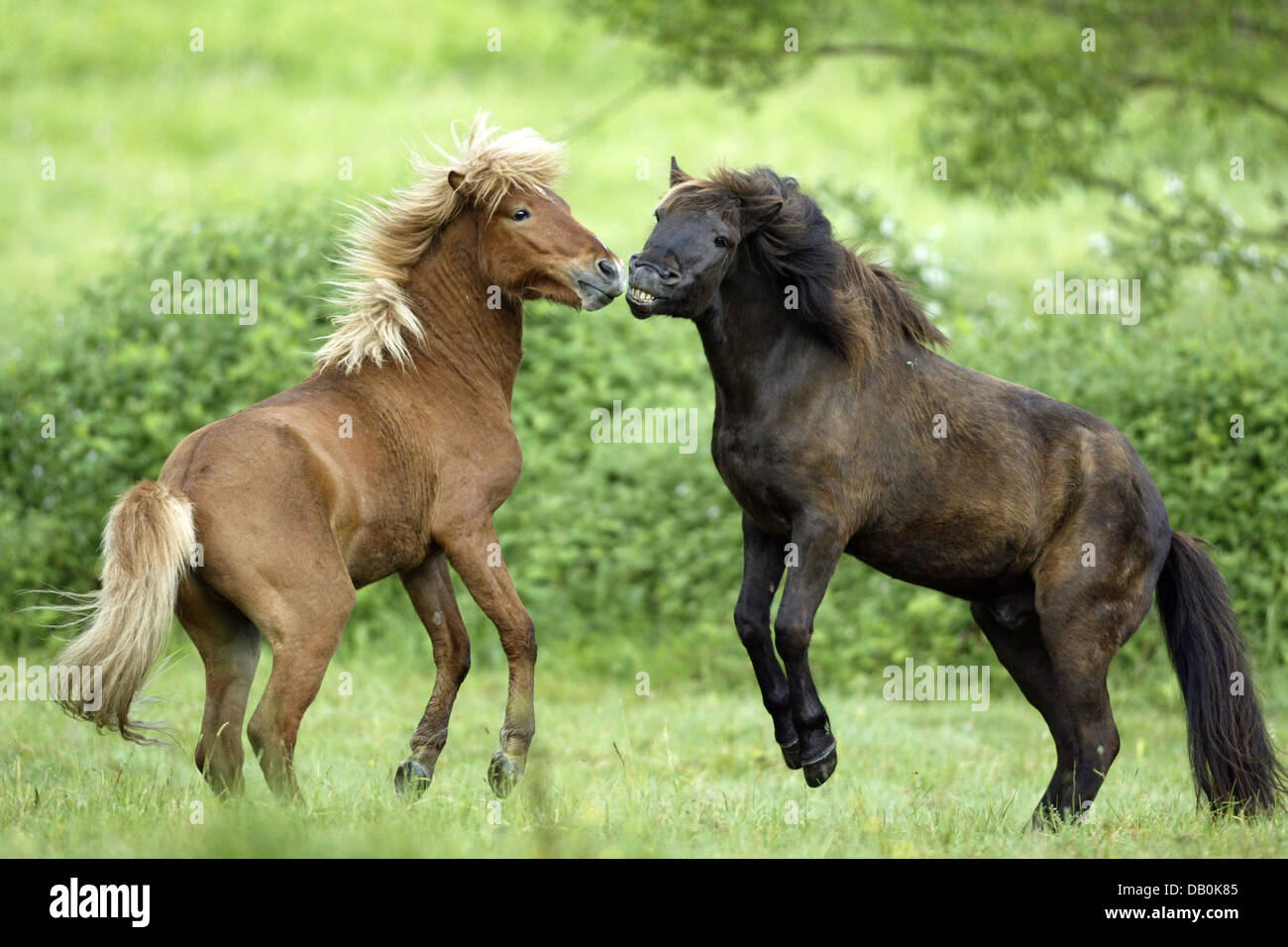 Play with each other hi-res stock photography and images - Alamy