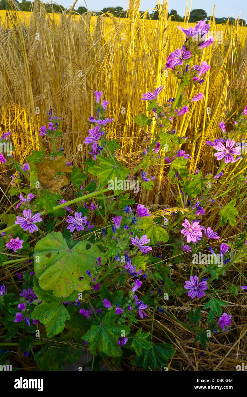 Commen Mallow weed in wheat field Malva sylvestris Stock Photo - Alamy