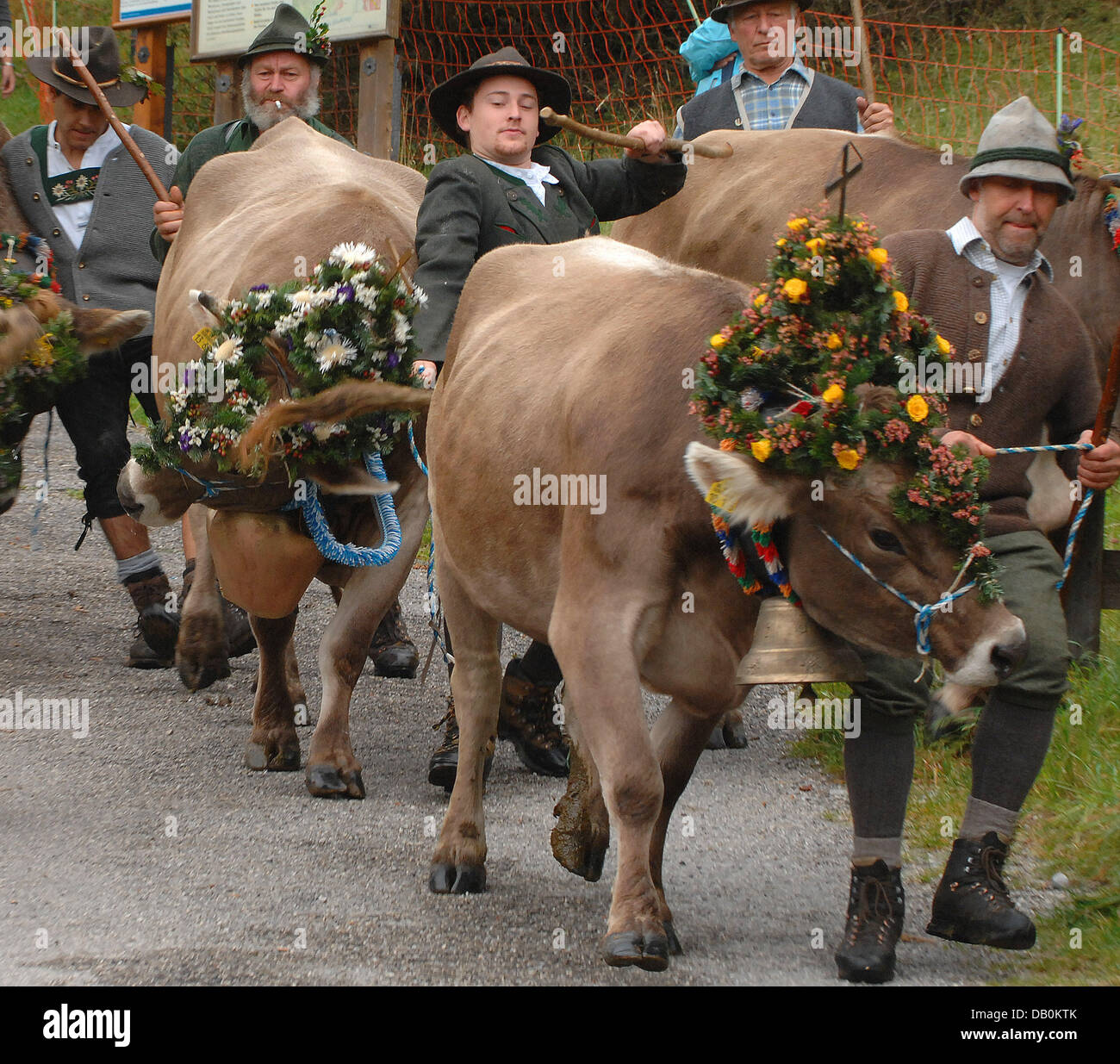 Alpine cows decorated for winter hi-res stock photography and images ...