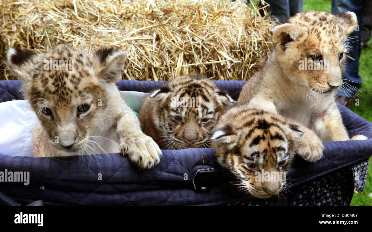 Lion And Tiger Cubs