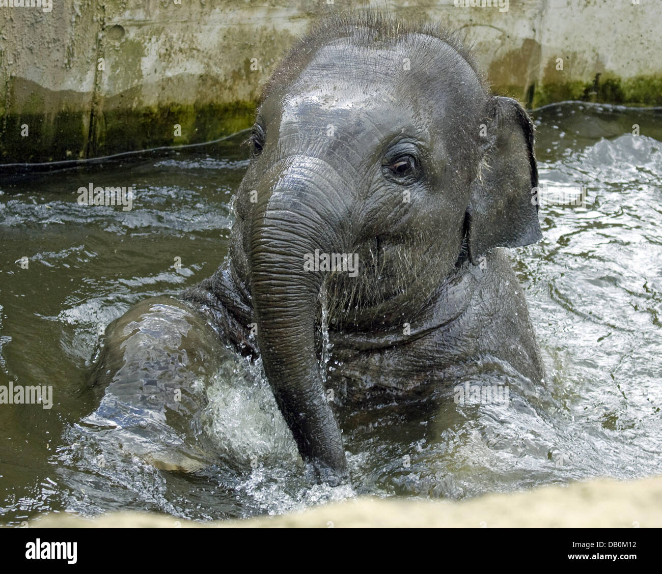 An Asian elephant baby (lat.: Elephas maximus) takes a bath at Cologne ...