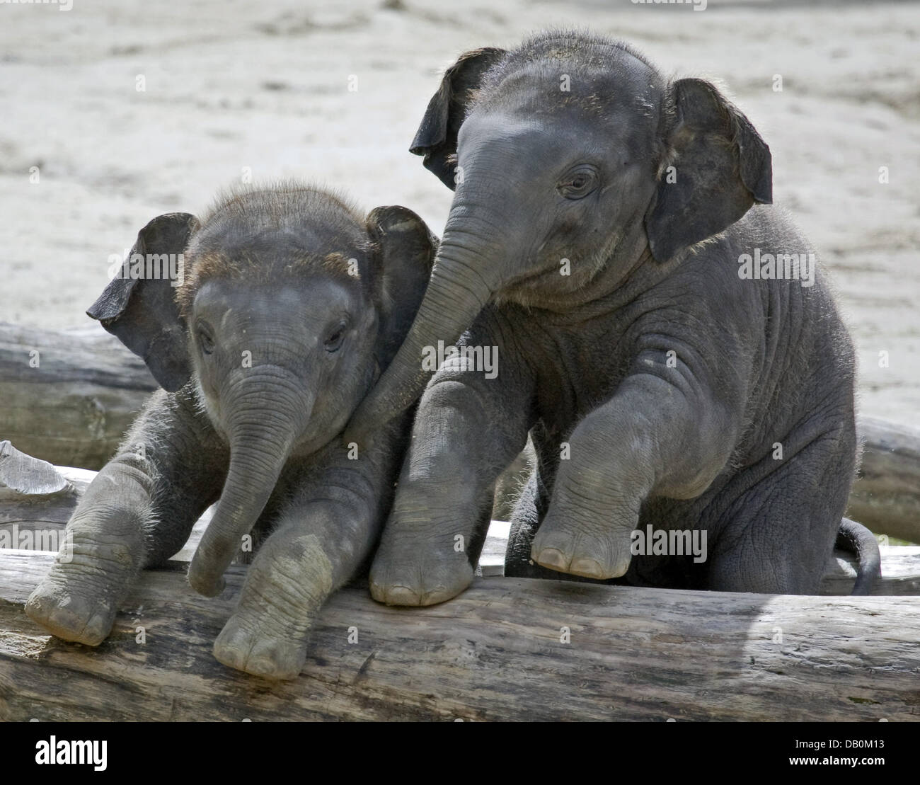 Two little Asian elephants (lat.: Elephas maximus) play with each other ...